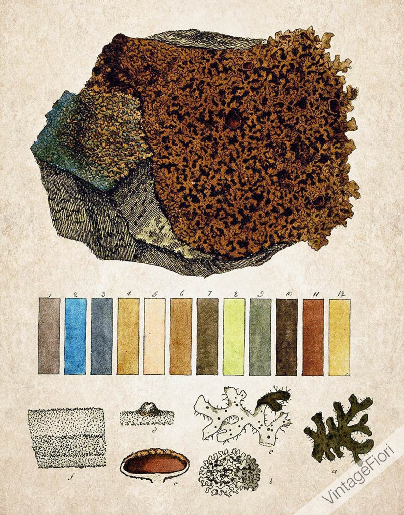 Lichen Chart, Vintage Botanical Printables, Moss Illustration ...