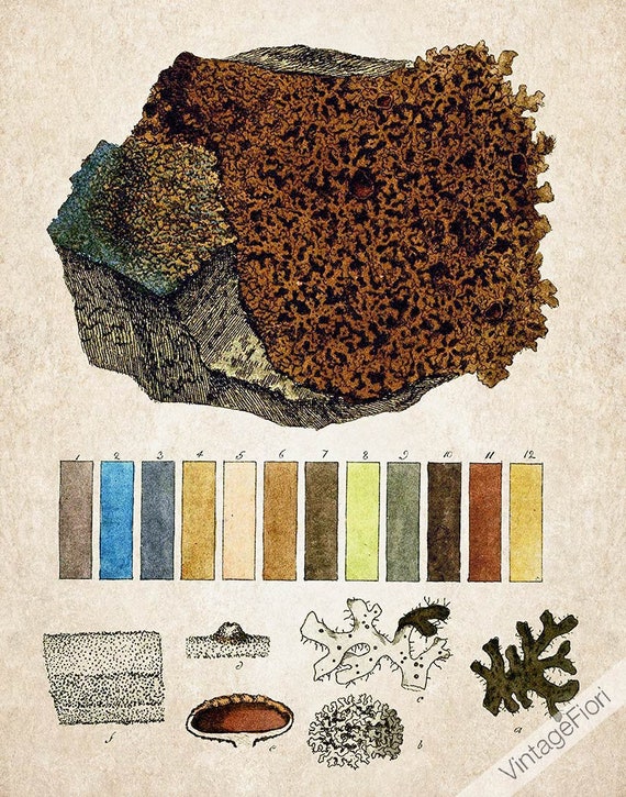 Lichen Chart Vintage Botanical Printables Moss Illustration - Etsy