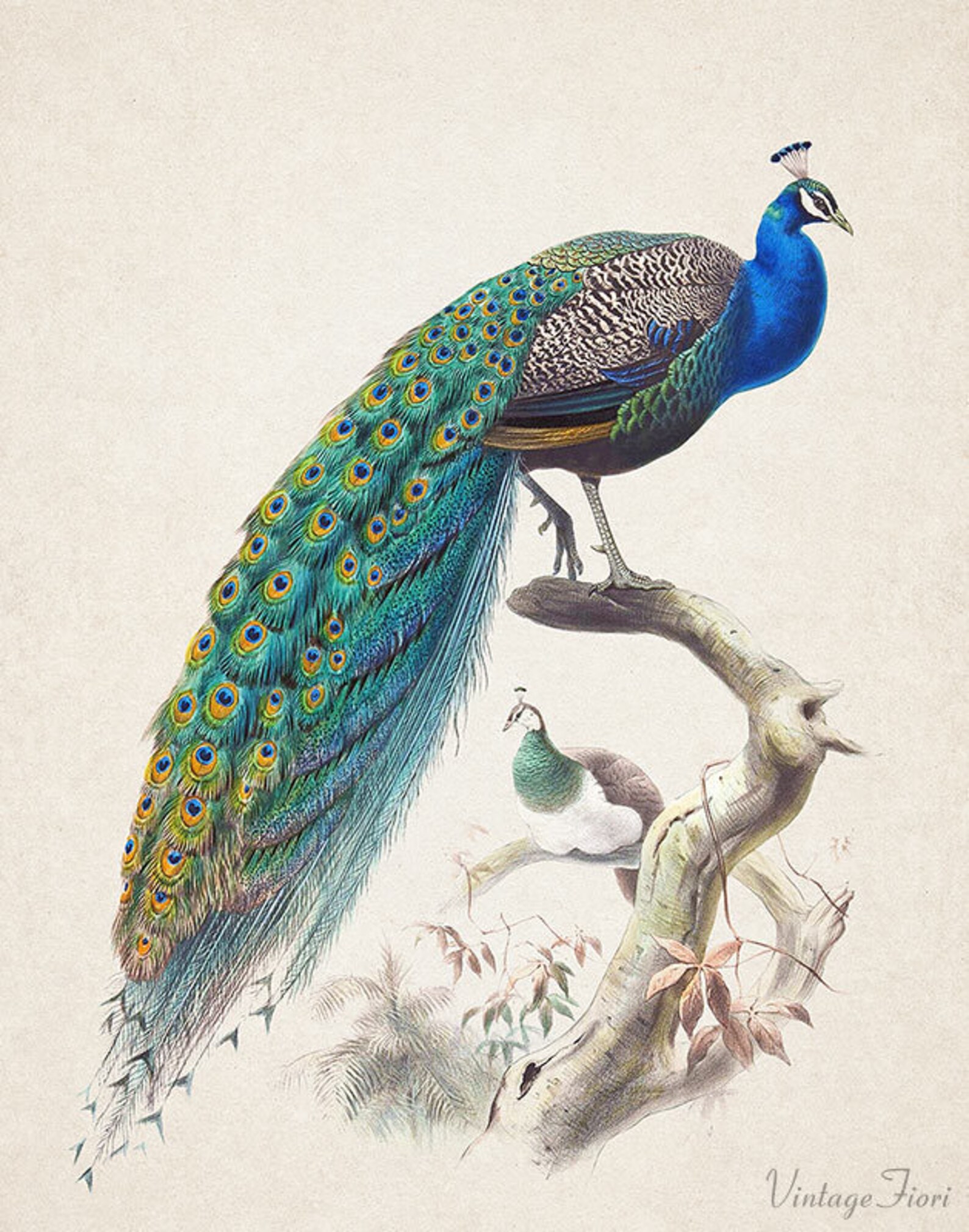 Peacock Digital Print, Instant Download, Peacock Wall Art, Bird Clipart ...