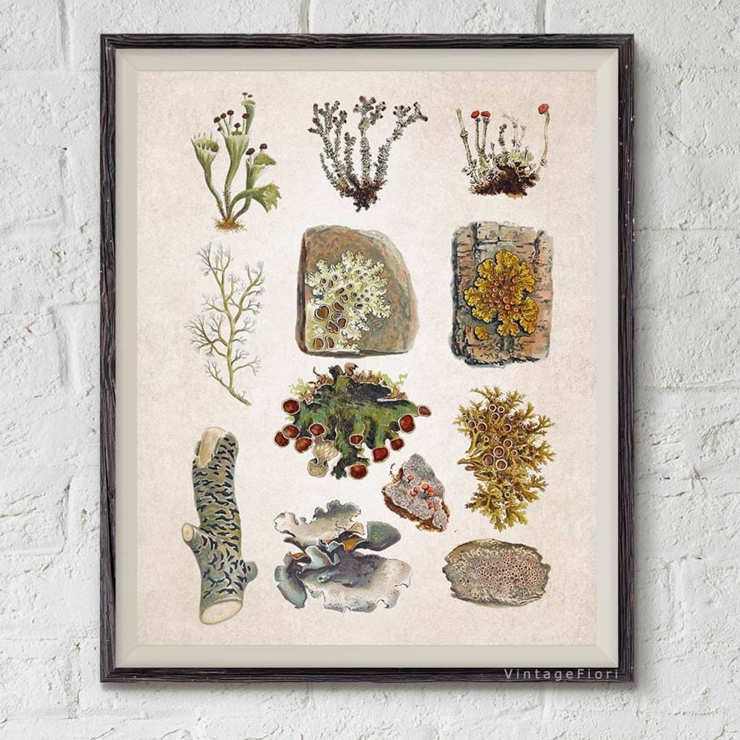 Lichen Chart, Botanical Printable Wall Art, Vintage Moss Illustration ...