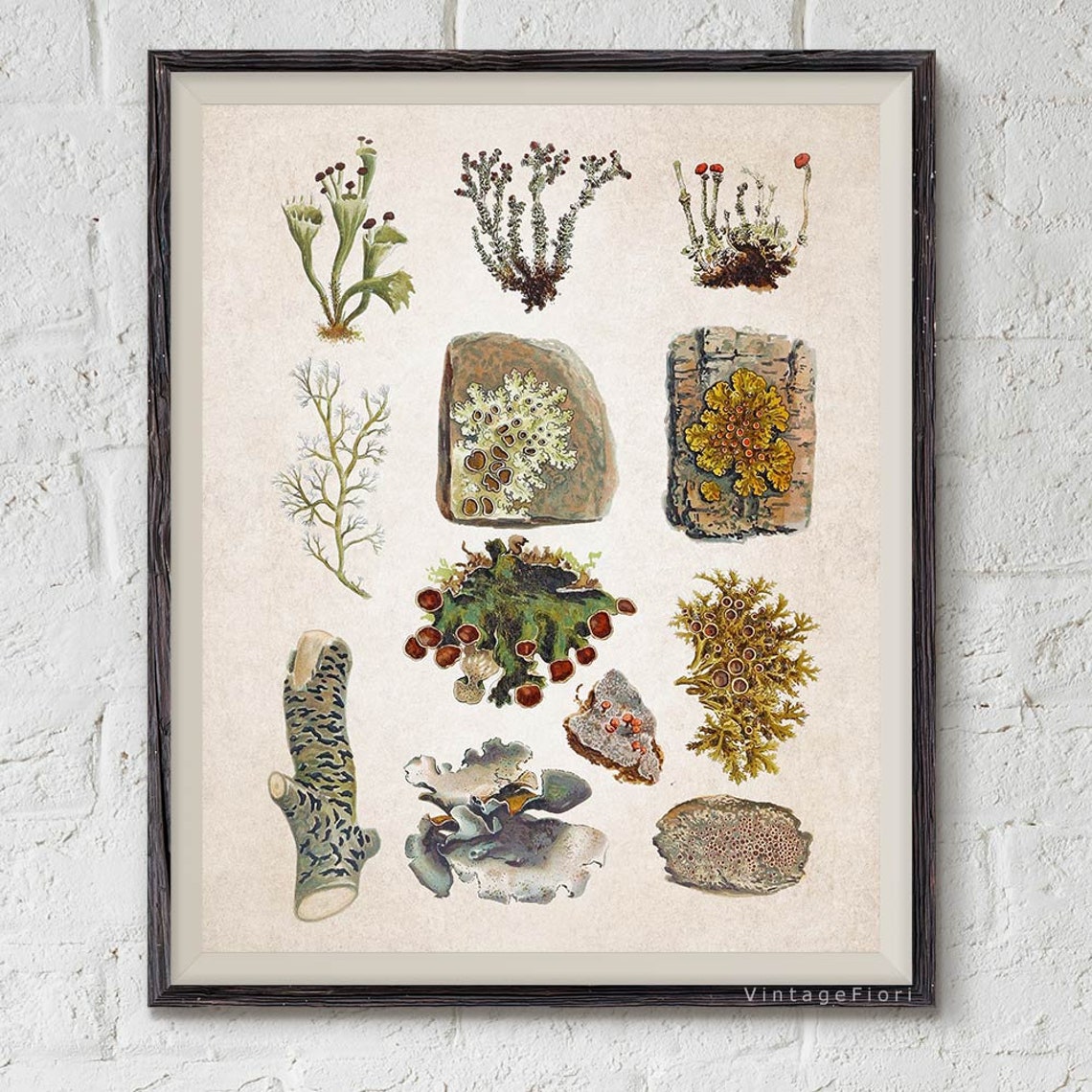 Lichen Chart Botanical Printable Wall Art Vintage Moss - Etsy