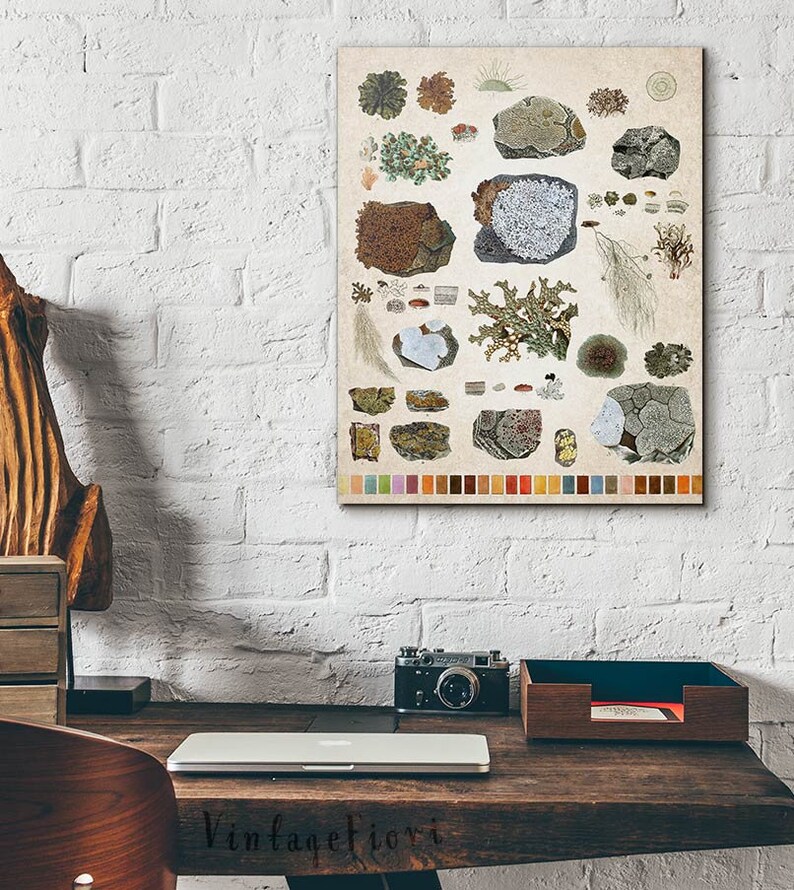 Vintage Botanical Printables Lichen Chart Moss Illustration - Etsy