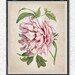 Peony Print Instant Download Printable Flower Art Botanical - Etsy