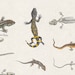 Lizard Chart Instant Download, Reptiles Print, Zoology Art, Lizard ...