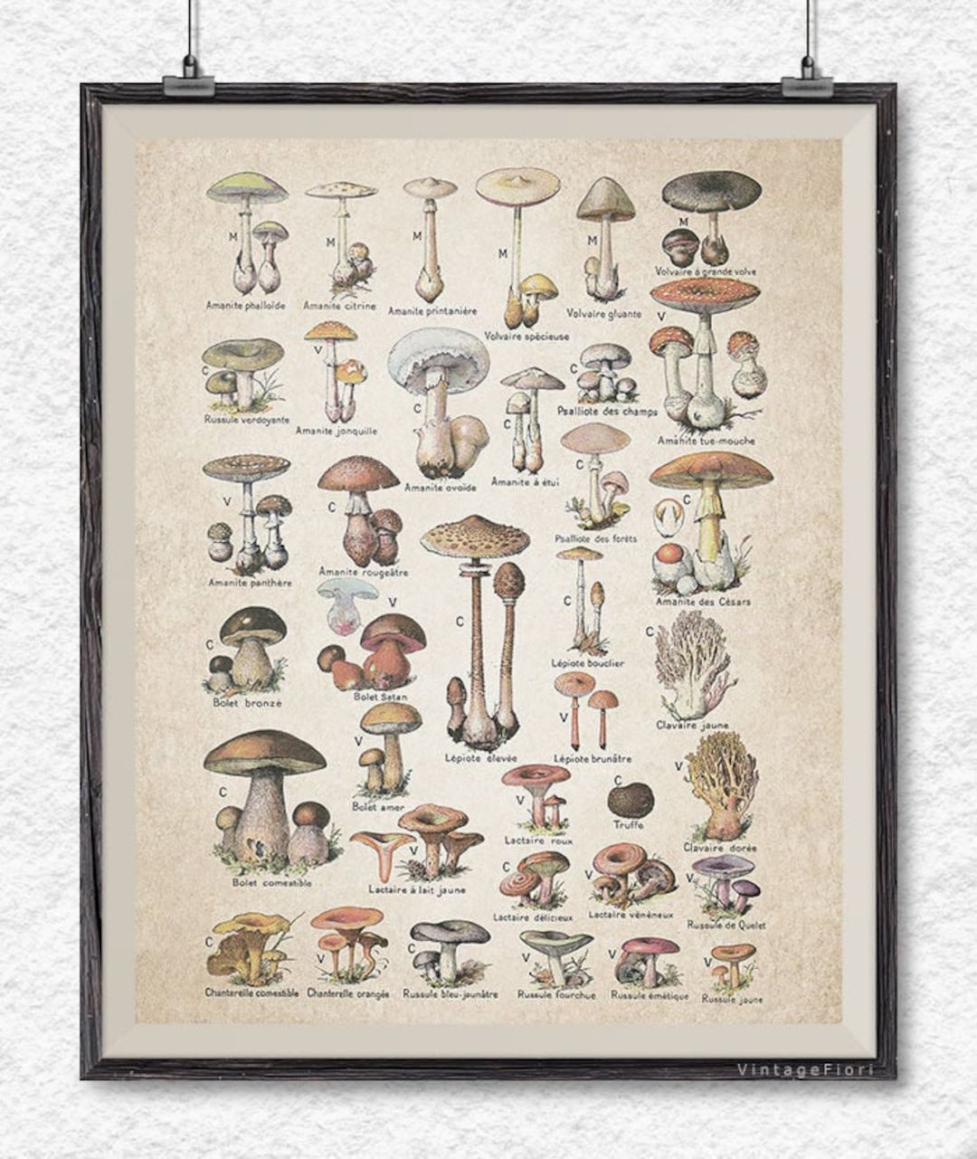 Vintage Mushroom Print, Botanical Poster, Printable Art, Mushroom ...