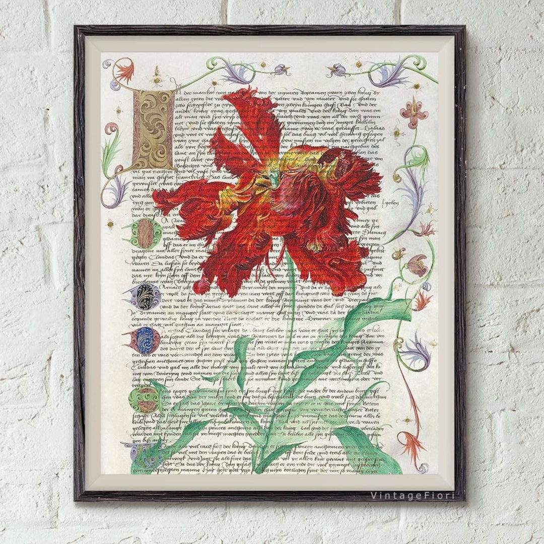 Printable Flower Art, Red Tulip Over Medieval Manuscript Page, Instant ...