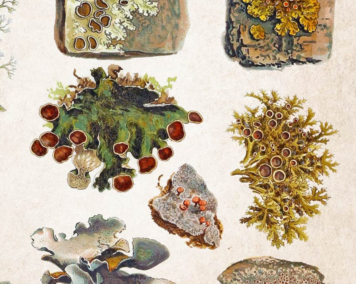 Tabla de líquenes arte de pared imprimible botánico - Etsy España