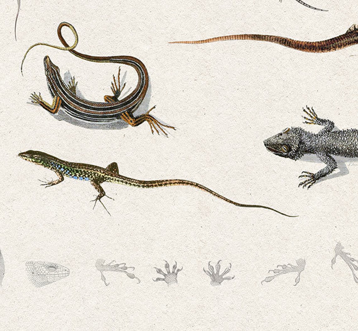 Lizard Chart Instant Download Reptiles Print Zoology Art | Etsy