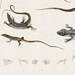 Lizard Chart Instant Download, Reptiles Print, Zoology Art, Lizard ...
