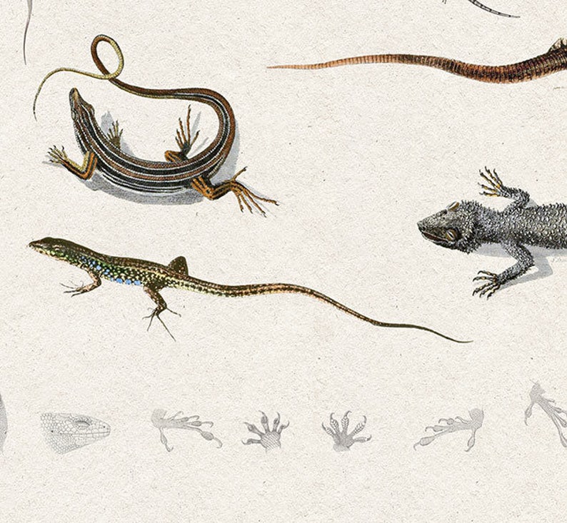 Lizard Chart Instant Download Reptiles Print Zoology Art - Etsy