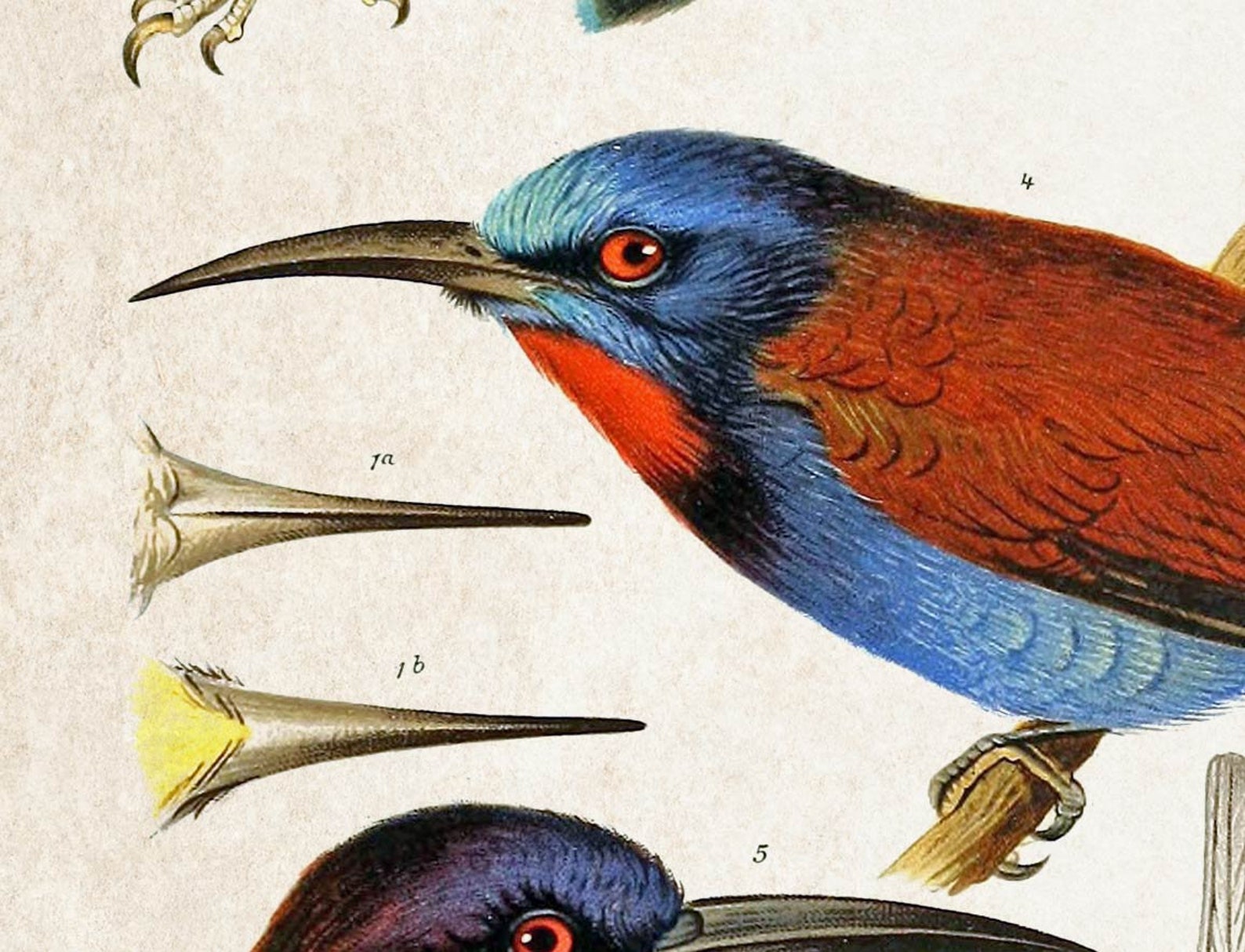 Bird Chart, Ornithology Printable Art, Wildlife Poster, Nature ...