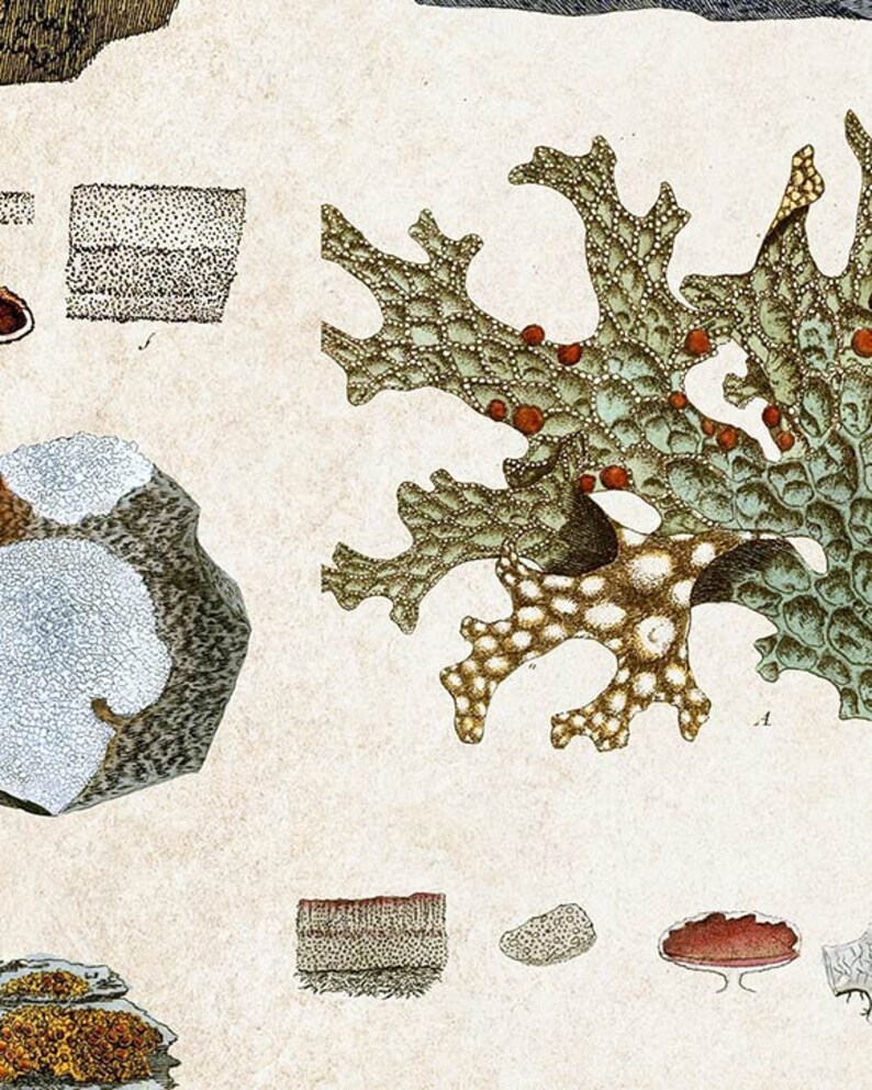 Vintage Botanical Printables Lichen Chart Moss Illustration - Etsy