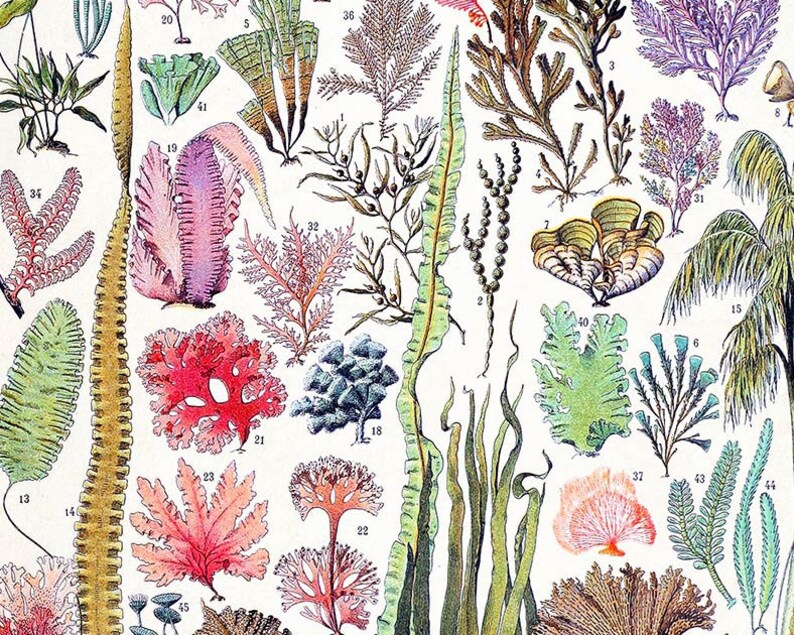 Seaweed Printable Art, Botanical Chart, Nautical Poster - Etsy