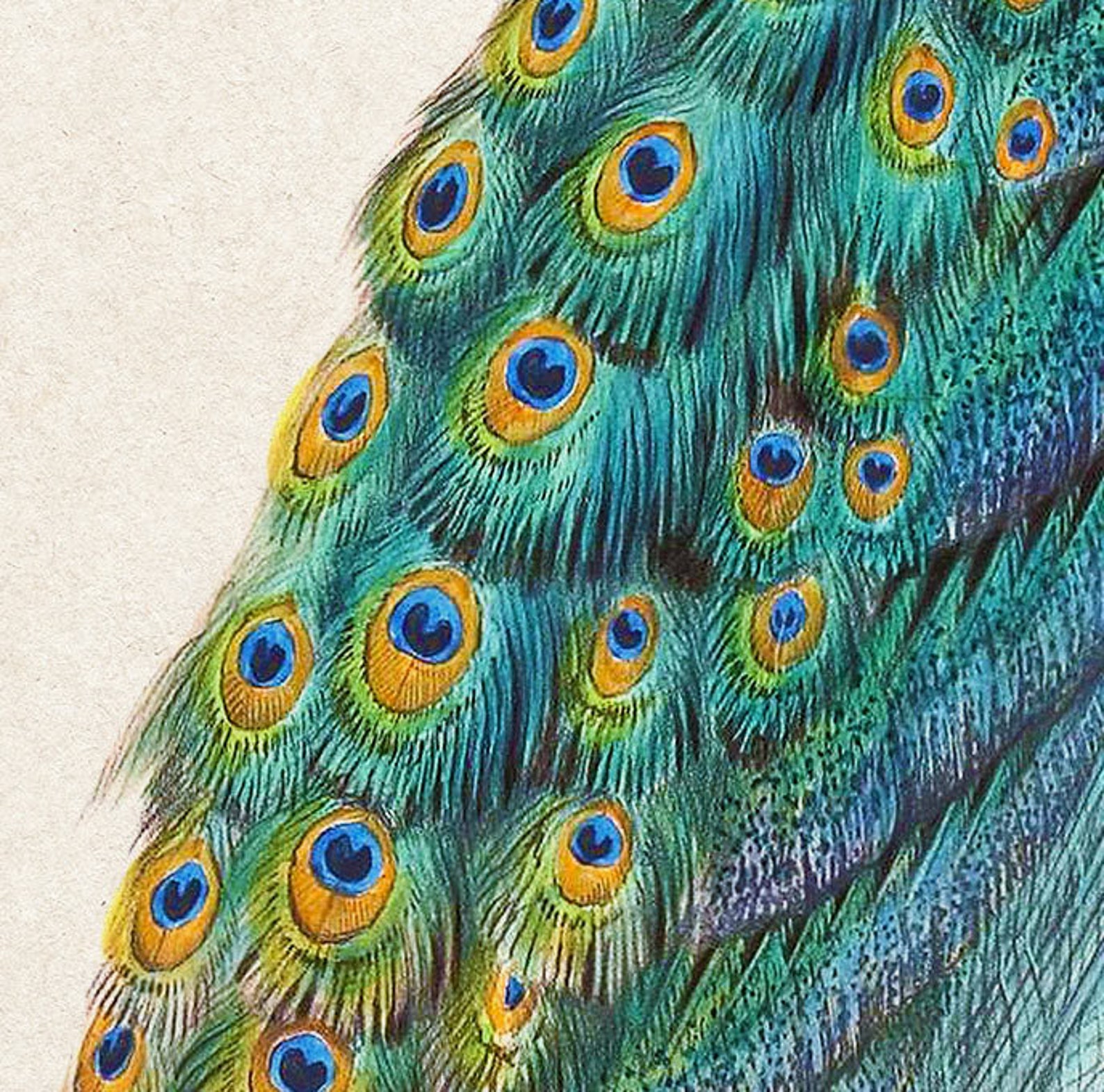 Peacock Digital Print, Instant Download, Peacock Wall Art, Bird Clipart ...