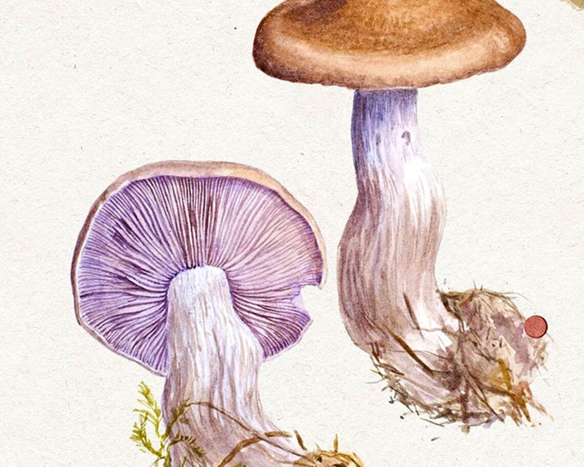 Mushroom Printable Art, Mushroom Poster, Botanical Chart, Kitchen Wall ...