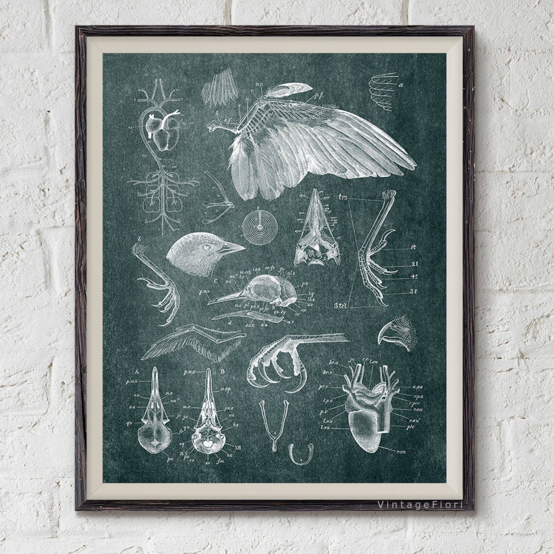 Ornithology Printable Art Bird Anatomy Chart Gift for Him - Etsy