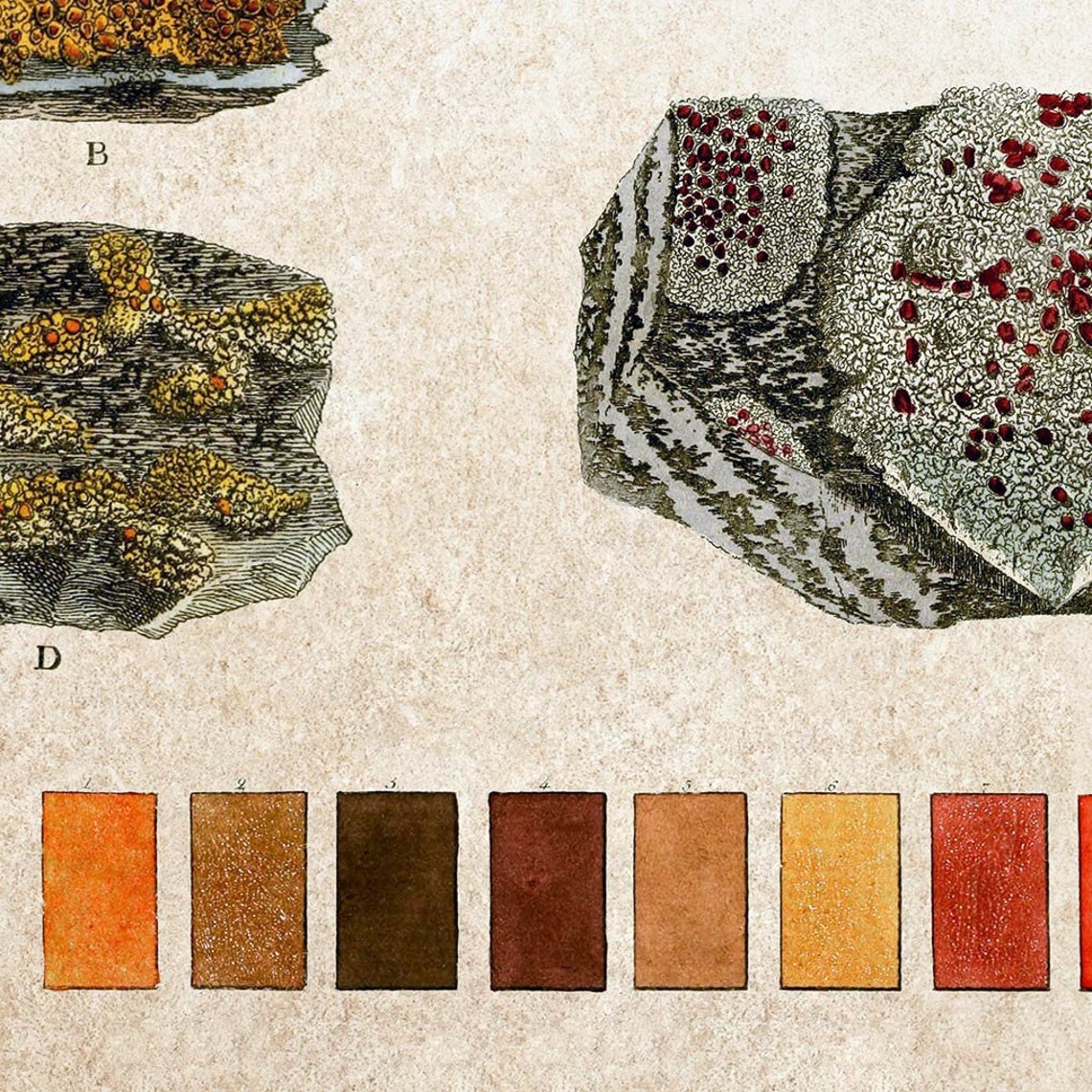 Vintage Botanical Printables Lichen Chart Moss Illustration - Etsy