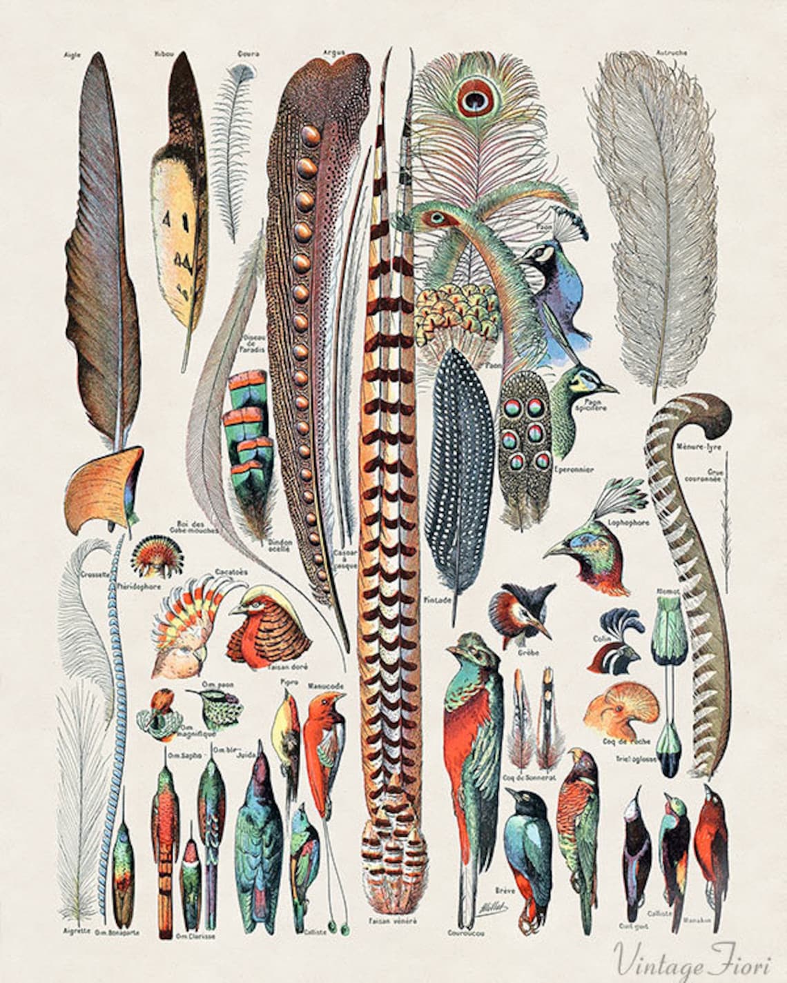 Feathers Instant Download Print Bird Chart Animal Poster - Etsy