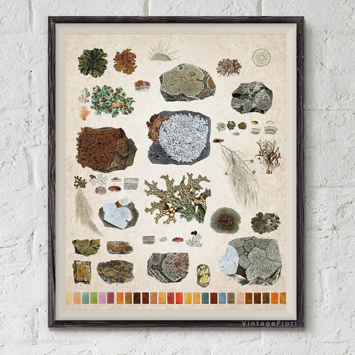 Vintage Botanical Printables Lichen Chart Moss Illustration - Etsy