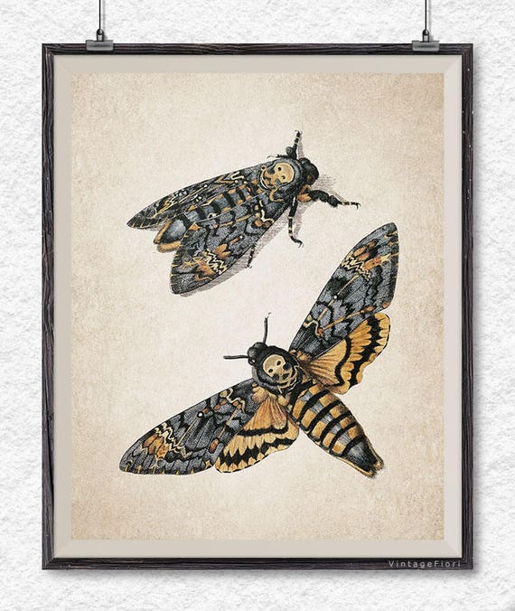 Moth Print Butterfly Print Butterfly Art Vintage Print | Etsy