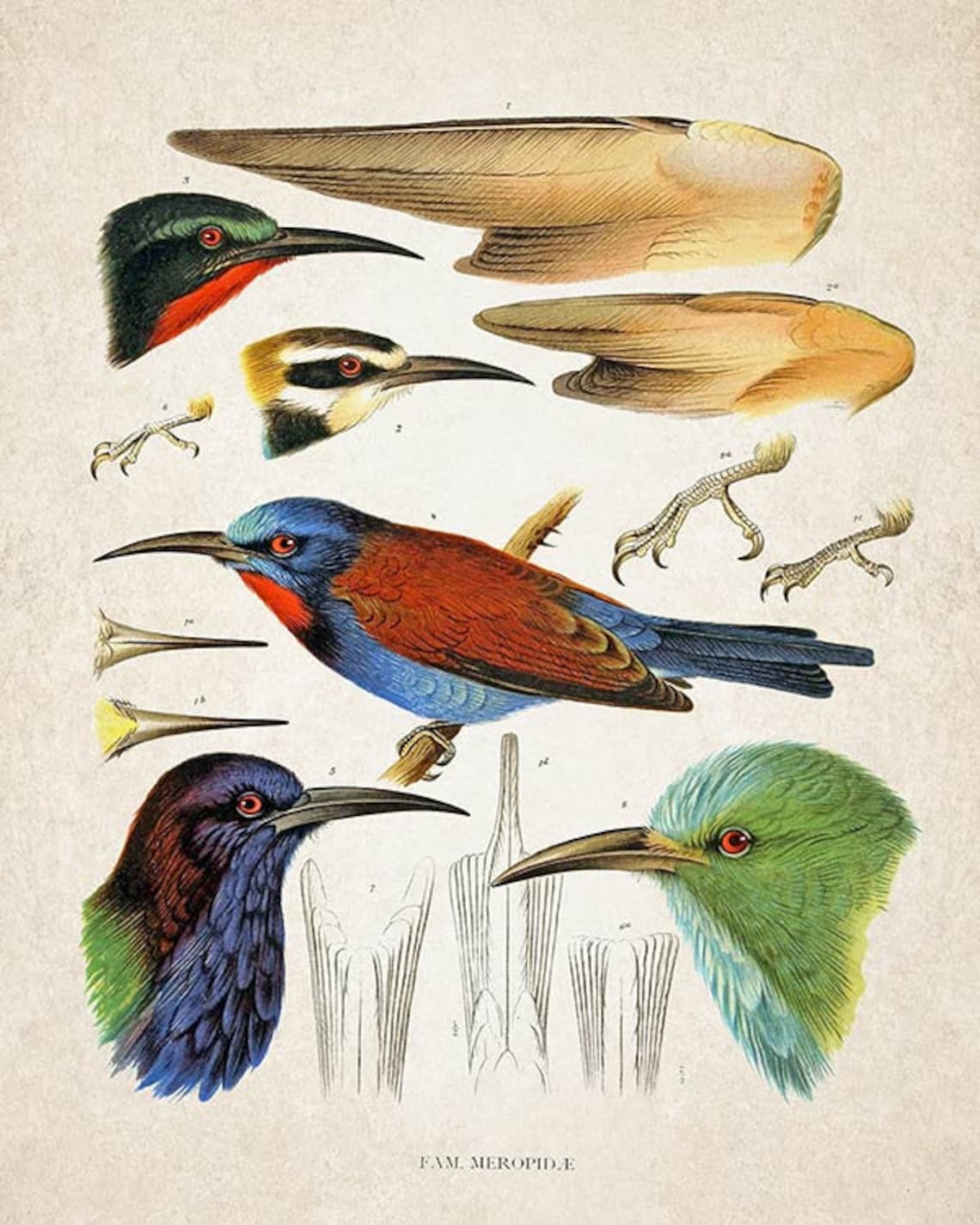 Bird Chart, Ornithology Printable Art, Wildlife Poster, Nature ...