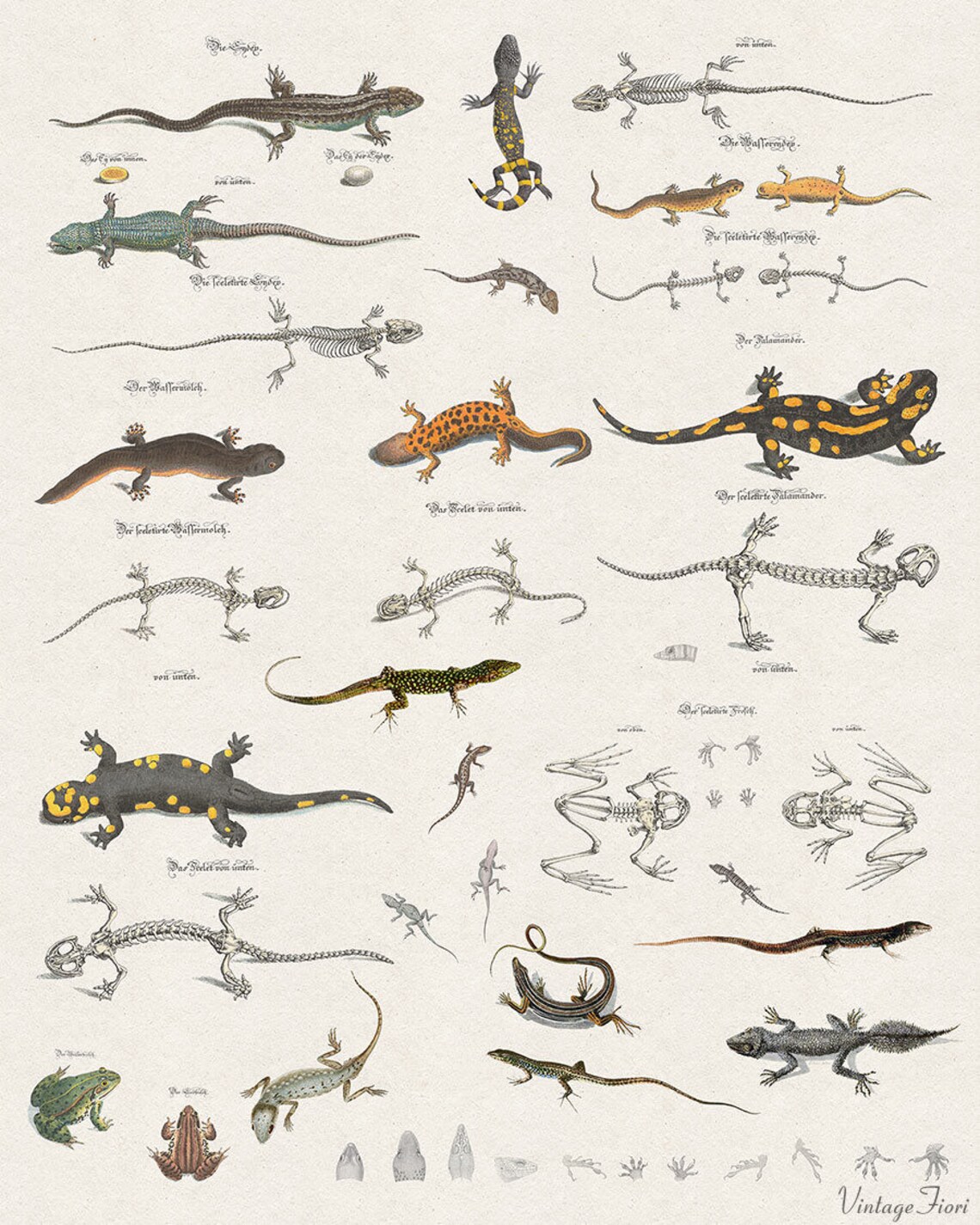 Lizard Chart Instant Download Reptiles Print Zoology Art | Etsy
