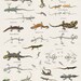 Lizard Chart Instant Download, Reptiles Print, Zoology Art, Lizard ...