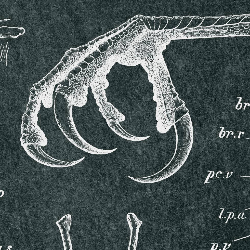 Ornithology Printable Art, Bird Anatomy Chart, Gift for Him - Etsy