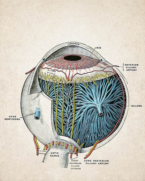 Eye anatomy illustration doctor office art eye printable | Etsy