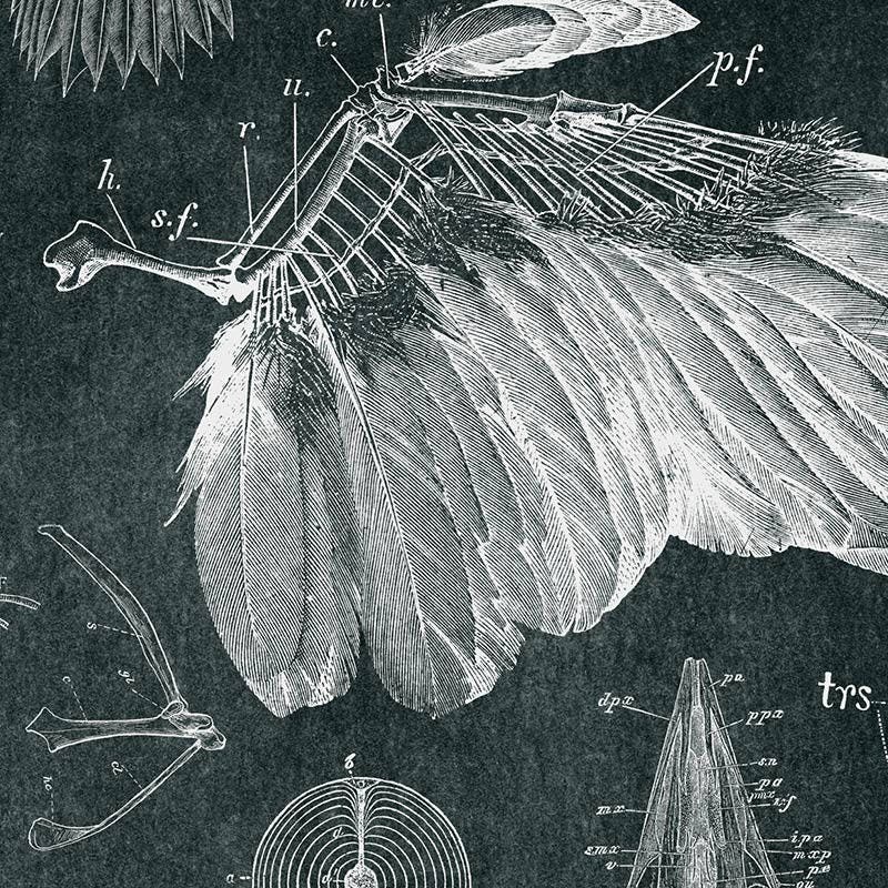 Ornithology Printable Art, Bird Anatomy Chart, Gift for Him - Etsy