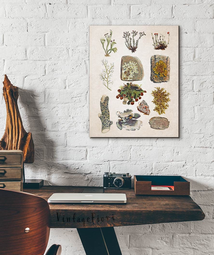 Lichen Chart Botanical Printable Wall Art Vintage Moss - Etsy