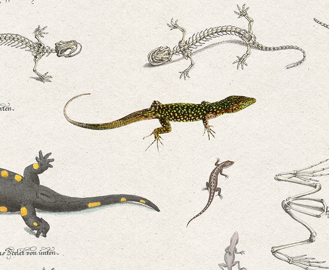 Lizard Chart Instant Download Reptiles Print Zoology Art | Etsy