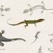 Lizard Chart Instant Download, Reptiles Print, Zoology Art, Lizard ...