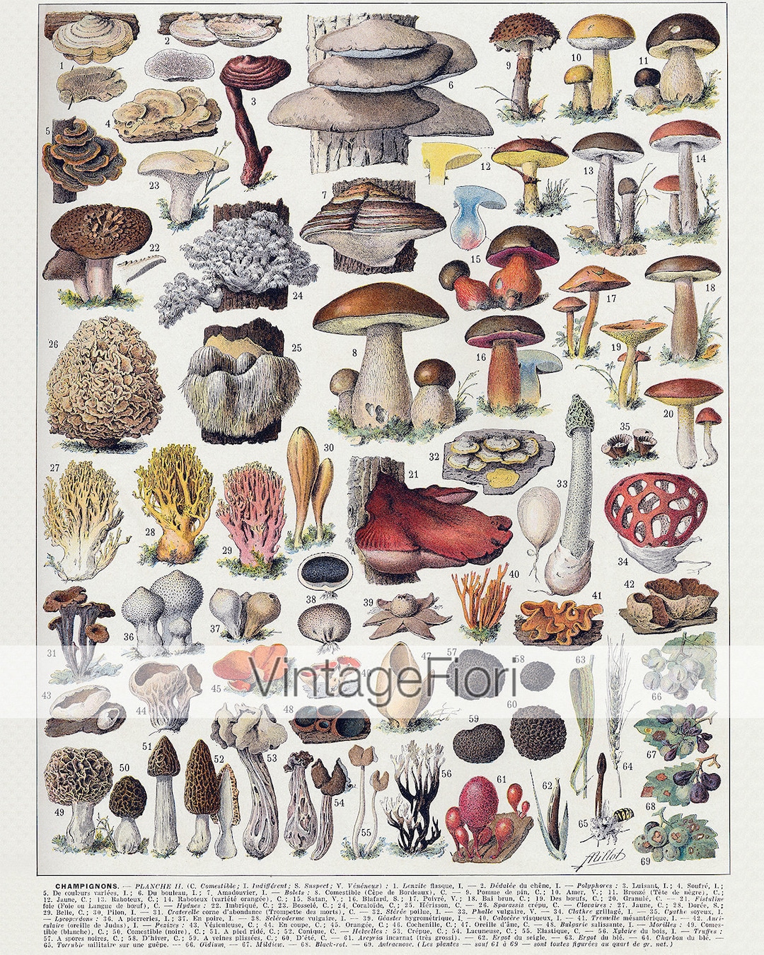 Mushroom Art Print Instant Download Botanical Poster Kitchen - Etsy UK