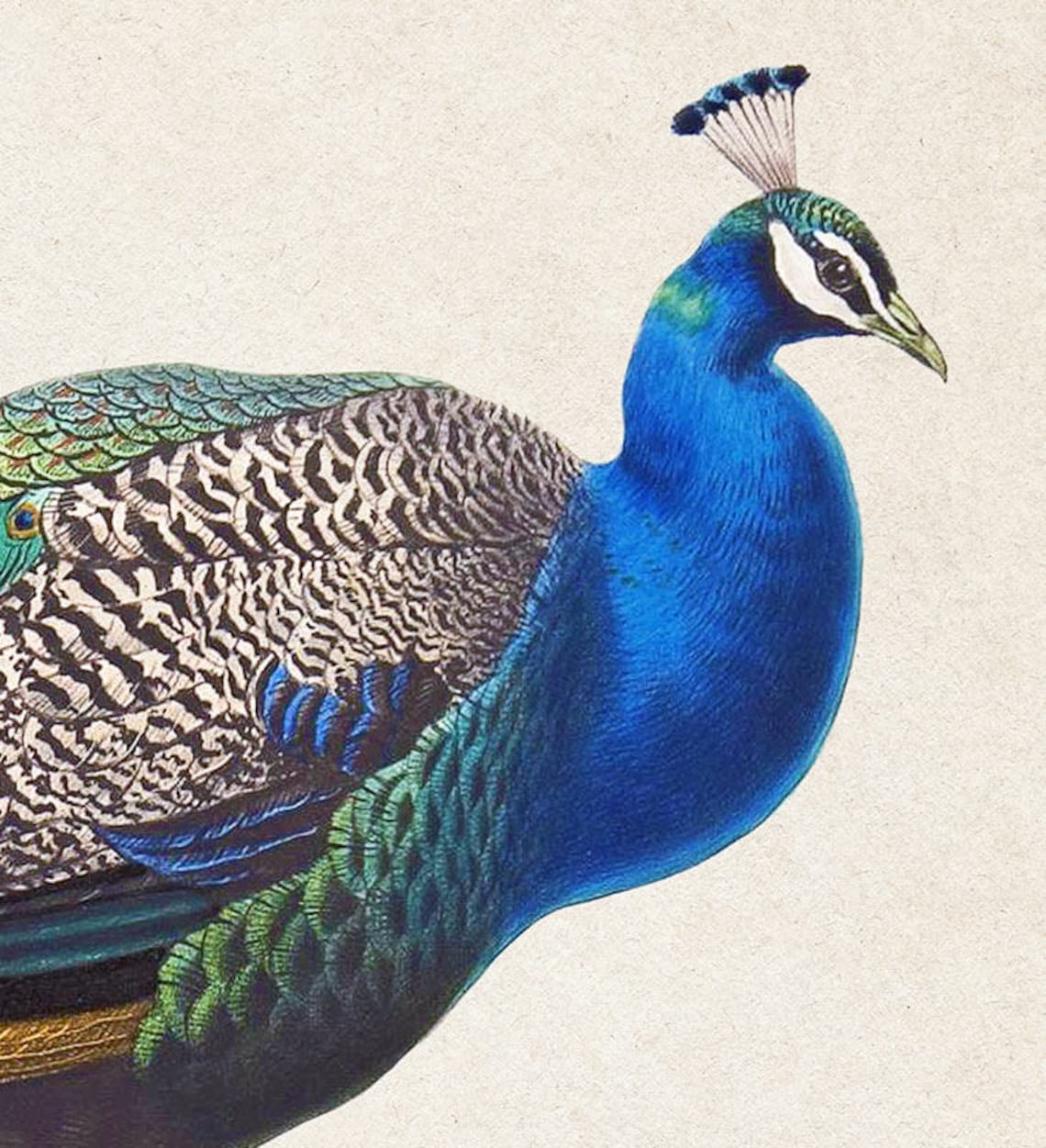Peacock Digital Print, Instant Download, Peacock Wall Art, Bird Clipart ...