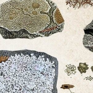 Vintage Botanical Printables Lichen Chart Moss Illustration - Etsy