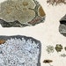 Vintage Botanical Printables Lichen Chart Moss Illustration - Etsy