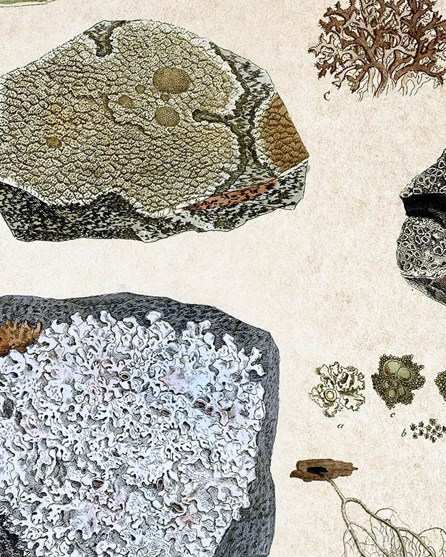 Vintage Botanical Printables Lichen Chart Moss Illustration - Etsy