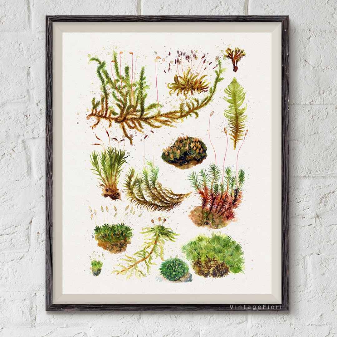 Moss Instant Download, Moss Print, Printable Botanical Art, Vintage ...