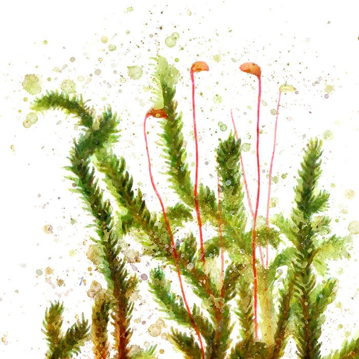 Moss Instant Download, Moss Print, Printable Botanical Art, Vintage ...