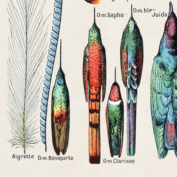 Feathers Instant Download Print Bird Chart Animal Poster - Etsy