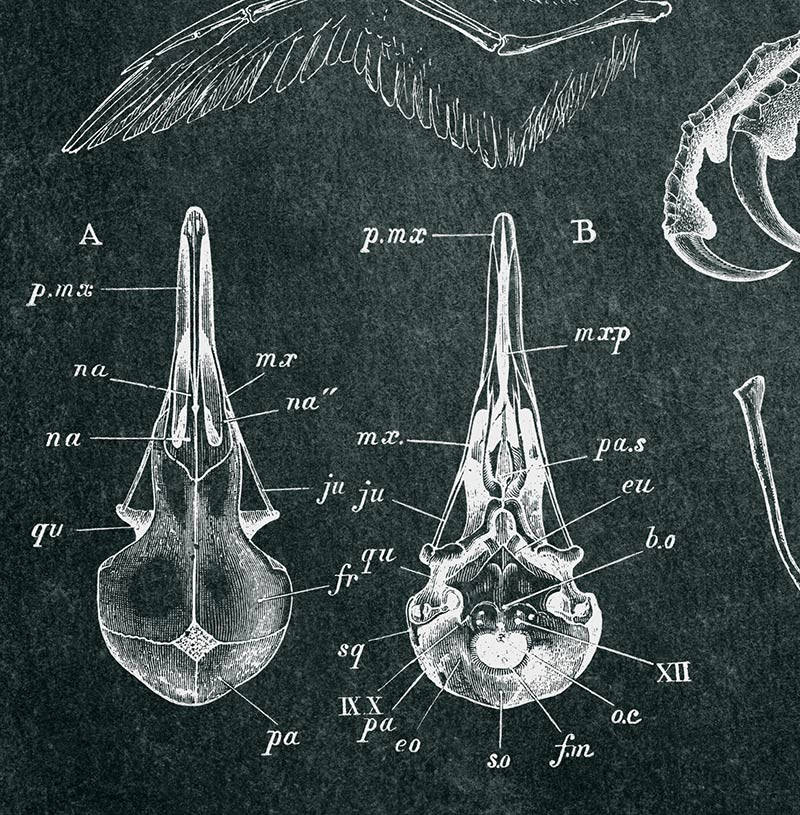 Ornithology Printable Art, Bird Anatomy Chart, Gift for Him - Etsy