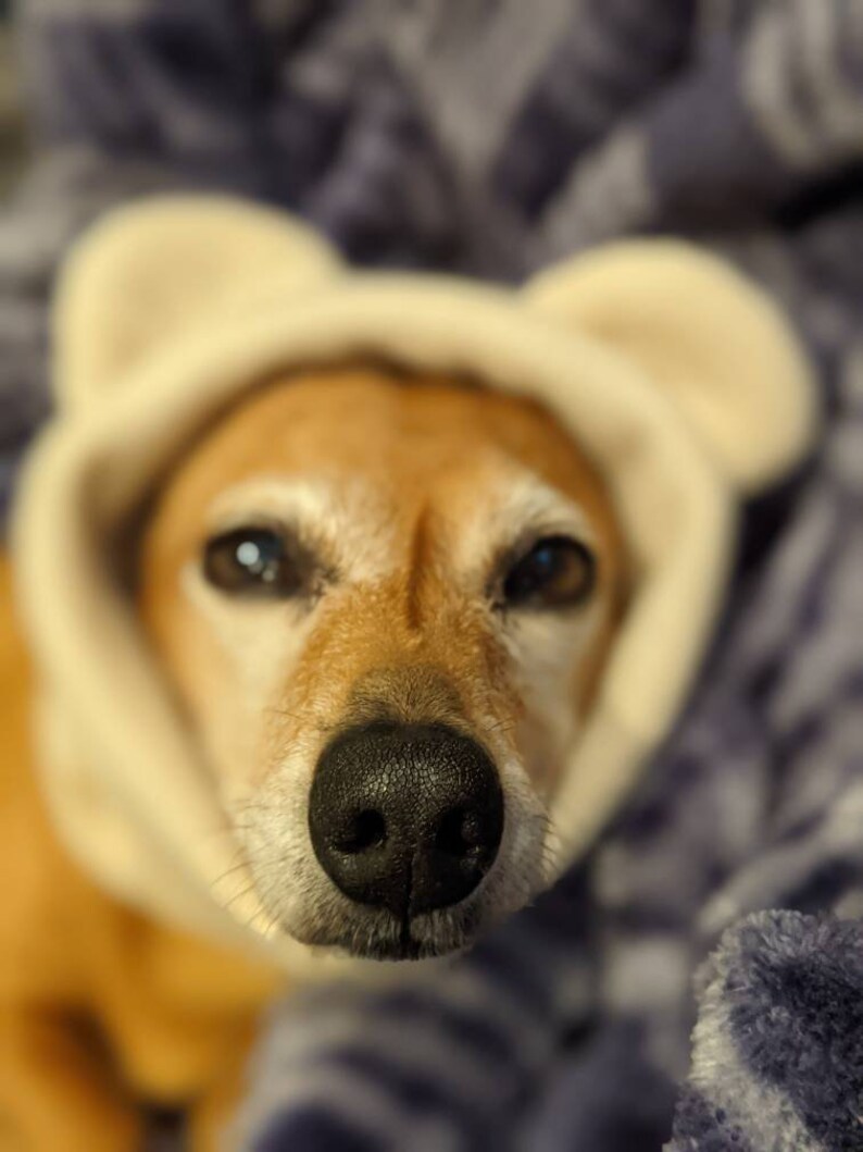 Ruffmuffs Noise Reducing Earmuffs for Dogs. for Quiet Ears/ - Etsy