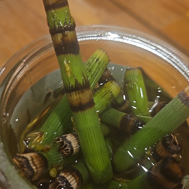 Horsetail Plant - Etsy