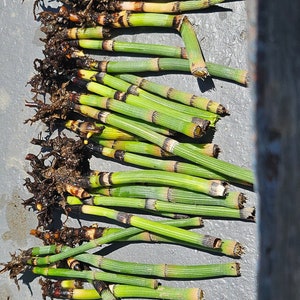 Fresh Cuttings of Healthy Baby Horsetail Reeds Some Rooting 10 Pieces ...