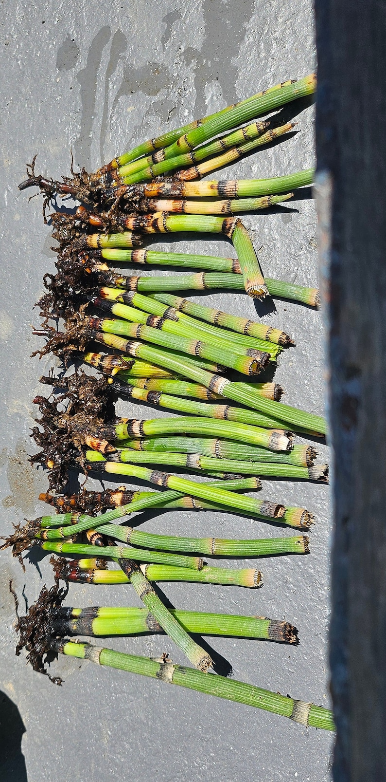 Fresh Cuttings of Healthy Baby Horsetail Reeds Some Rooting 10 Pieces ...