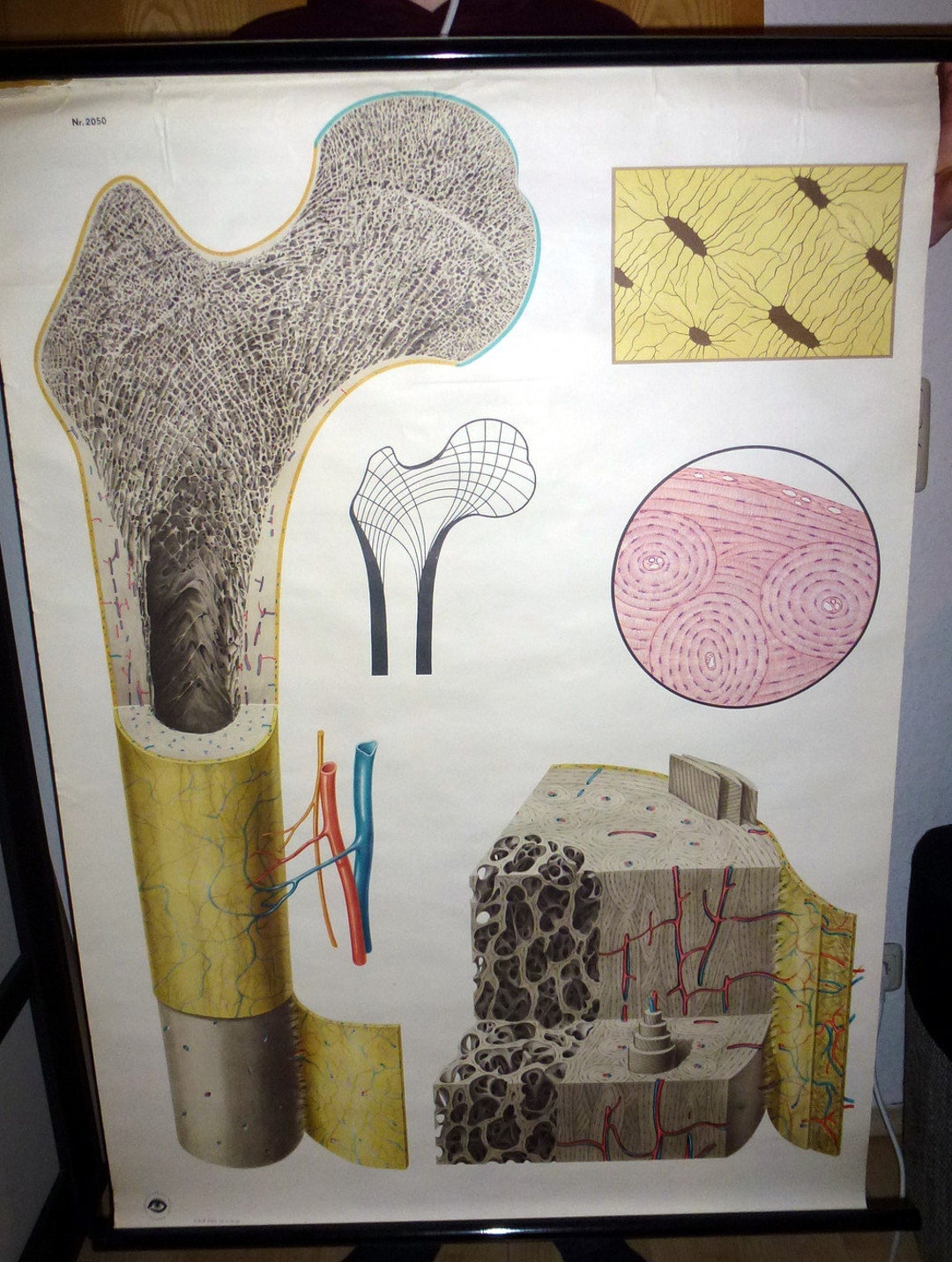 Mapa antiguo en rollo "Estructura del hueso" - Etsy España