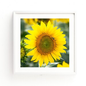 Square Sunflower Photo Print - Nature Photo Flower Yellow - Sunflower ...