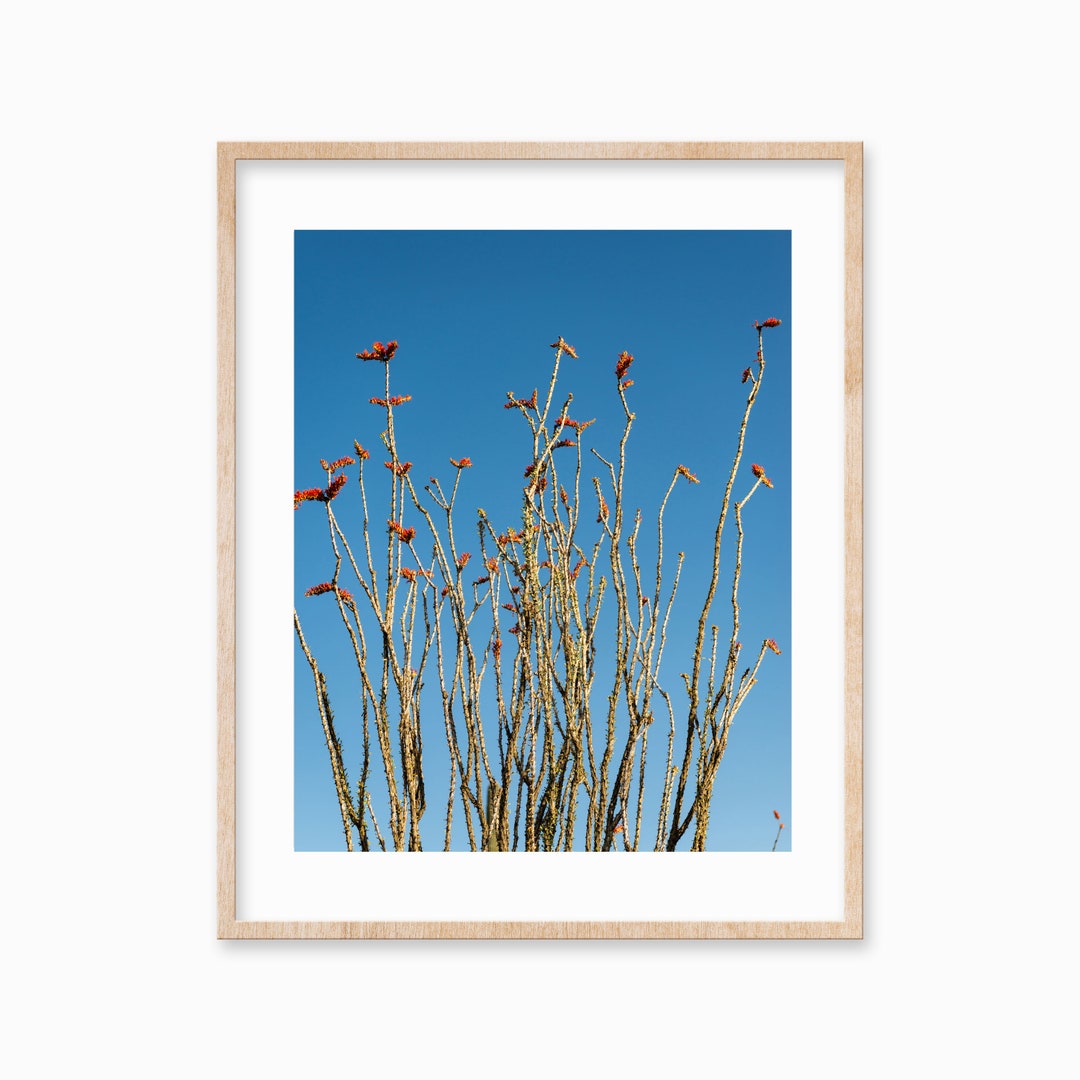 Ocotillo Art Print - Red Flower Photography Print - Nature Wall Art ...