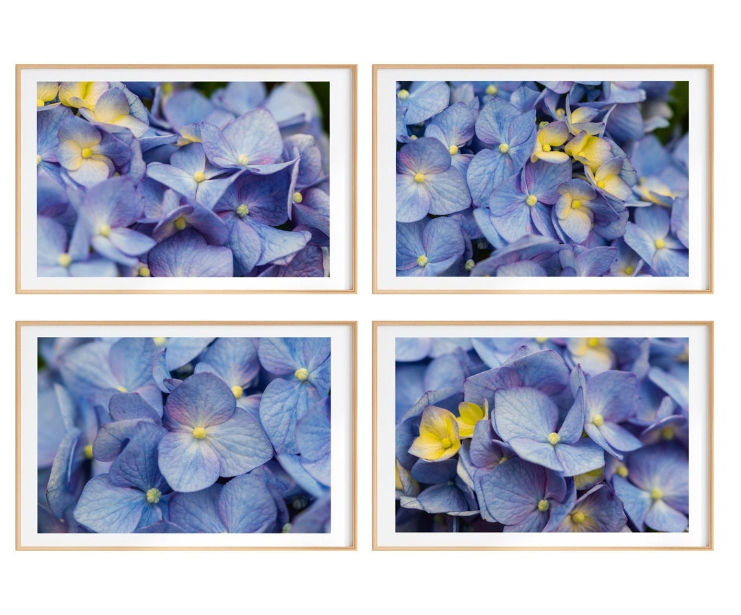 Blue Hydrangea Prints Set of 4 - Flower Photography Print Set Nature ...